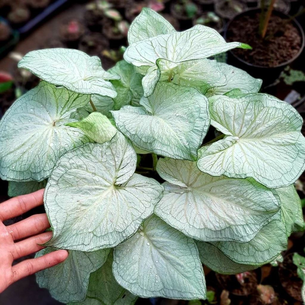 Jual Keladi White Jaguar Tanaman Hias Hidup Bibit Bunga Caladium White ...