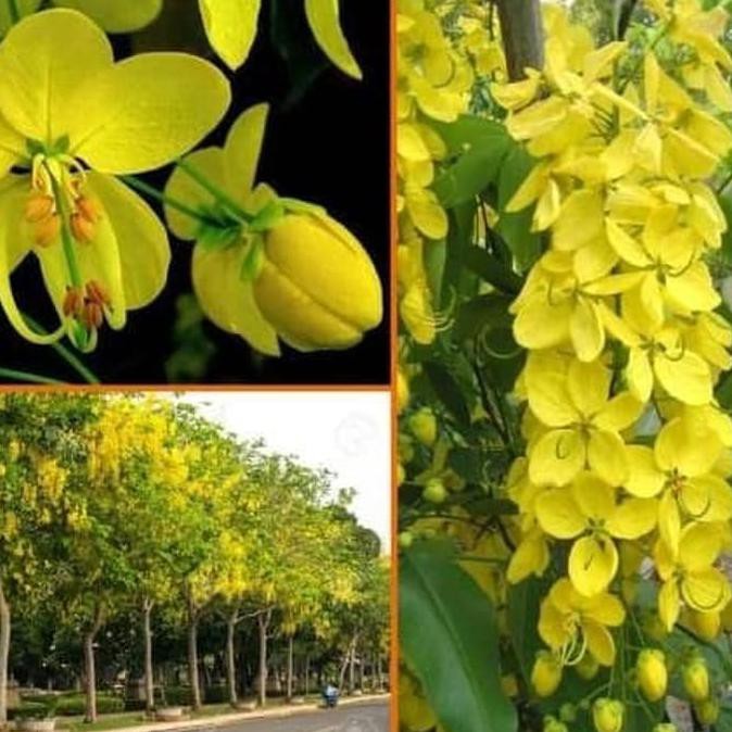 Jual Paket hemat 3 pohon cassia fitsula - pohon trengguli | Shopee ...