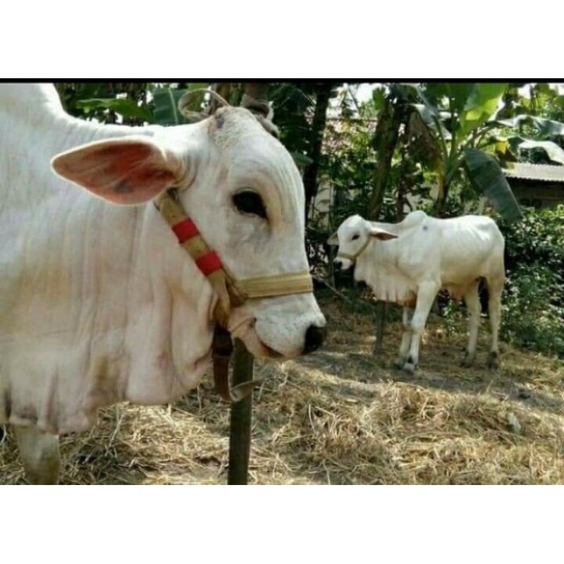 Jual Brangus Sapi/ Head Halter Sapi | Shopee Indonesia