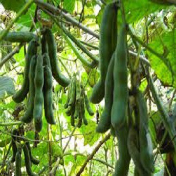Jual Benih KORO BENGUK (isi-3) Biji Sayur Kacang Mucuna Pruriens ...