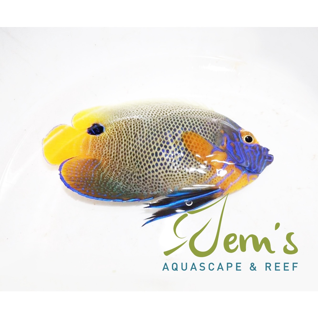 Jual Ikan Angel Napoleon (Blueface Angelfish) | Shopee Indonesia