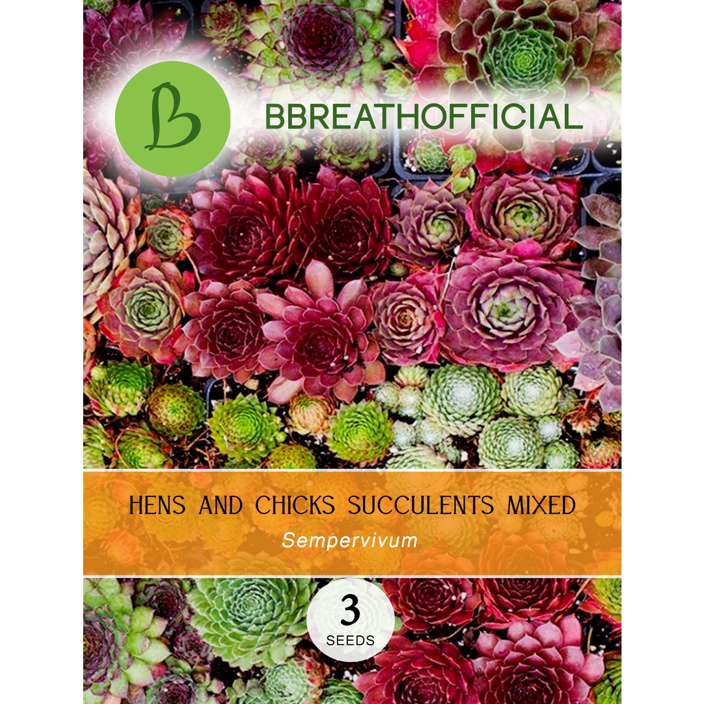 Jual Seeds Hen & Chicks Sempervivum Succulent - Bibit Anak Ayam isi 3 ...