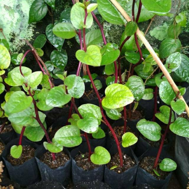 Jual Tanaman rambat binahong merah - pohon binahong - tanaman gendola ...