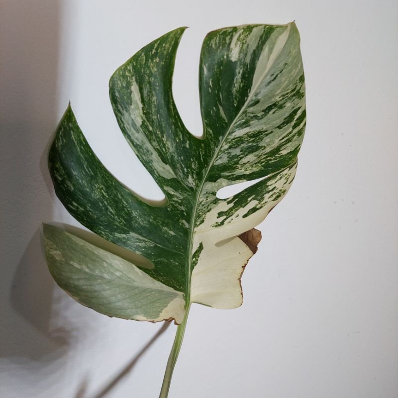 Jual Monstera Marble | Shopee Indonesia