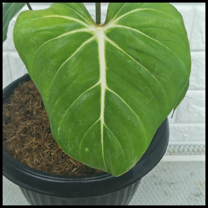 Jual Philodendron Gloriosum | Tanaman Hias Indoor | Philo | Shopee ...