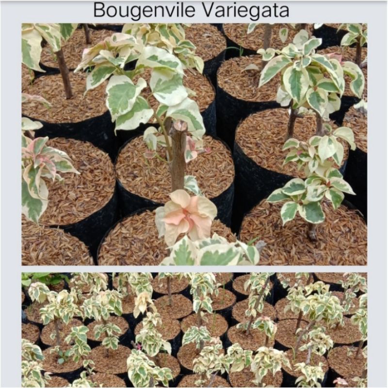 Jual Tanaman Bougenvile Variegata | Shopee Indonesia