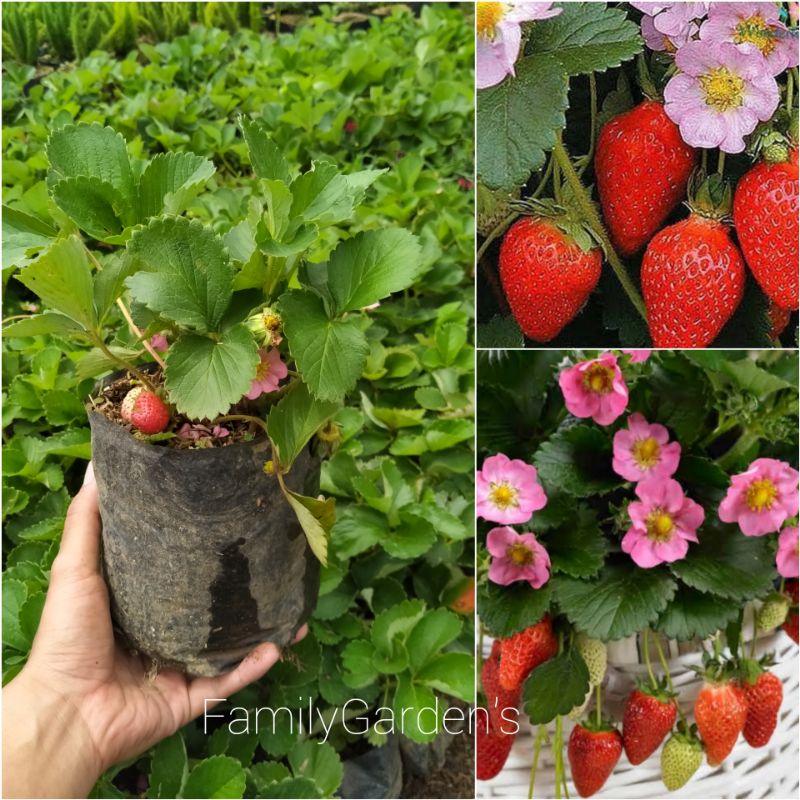 Jual Bibit Tanaman Buah Strawberry Merlan ( Berbuah ) | Shopee Indonesia