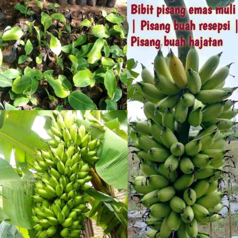 Jual Bibit Pisang Muli Tanaman Pisang Muli Unggul Siap Tanam | Shopee ...