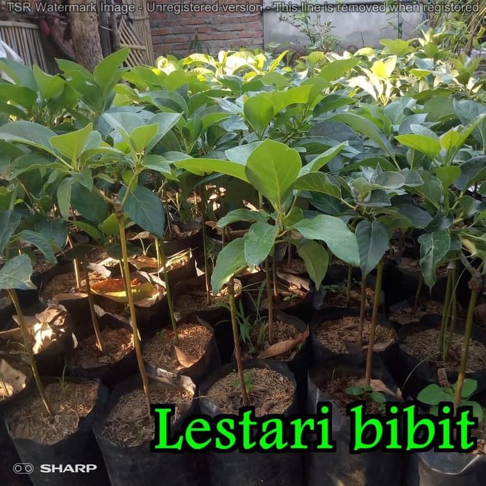 Jual Bibit Alpukat Hawai Super Jumbo | Shopee Indonesia