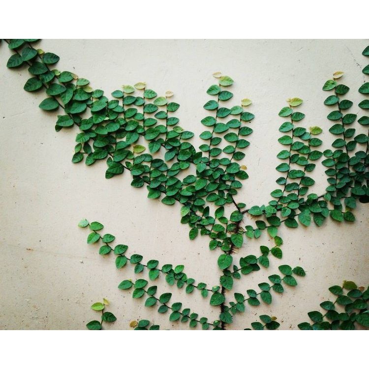 Jual (TERMURAH BISA COD) Tanaman Hias Hidup rambat dolar kecil - pohon ...