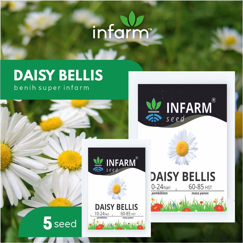 Jual INFARM - Benih Bibit Biji Super Bunga Daisy Bellis | Shopee Indonesia