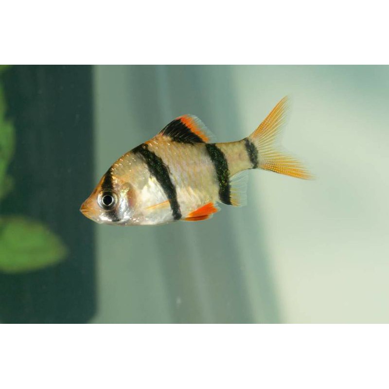 Jual Ikan Hias Sumatra Tiger Barb Puntius Tetrazona Hiasan Aquascape ...