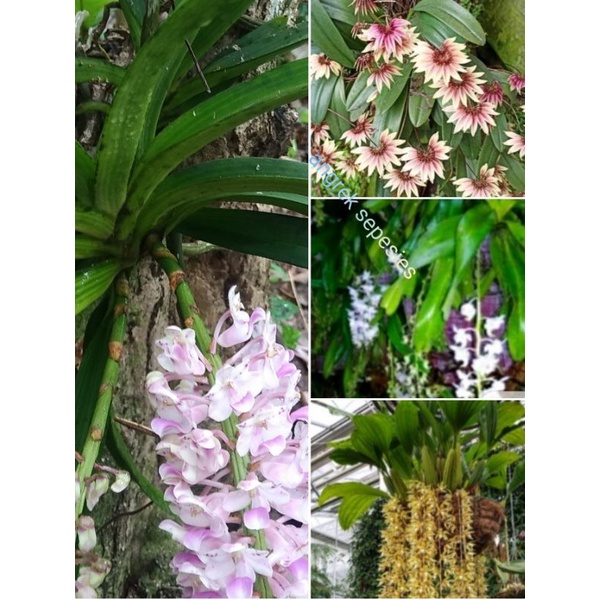 Jual paket angrek 4 jenis angrek hutan | Shopee Indonesia