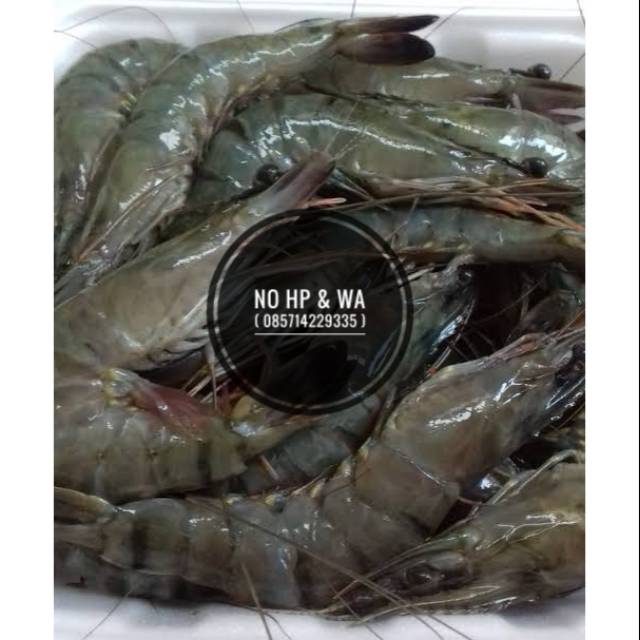 Jual Udang Segar / Fresh Ukuran Sedang 1 kg | Shopee Indonesia