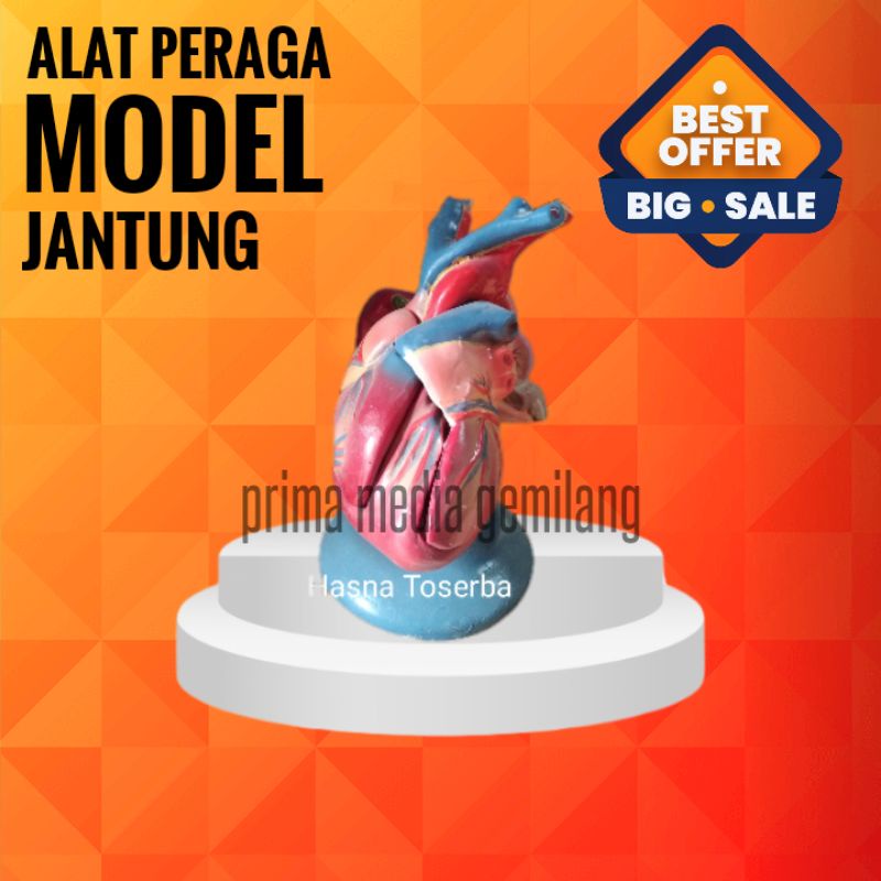 Jual MODEL Jantung/Torso Jantung/Alat Peraga Pendidikan IPA | Shopee ...