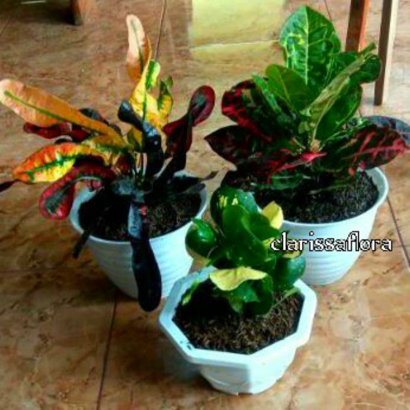 Jual PAKET TANAMAN HIAS PURING 3 JENIS - SAKURA - KURA - APEL | Shopee ...