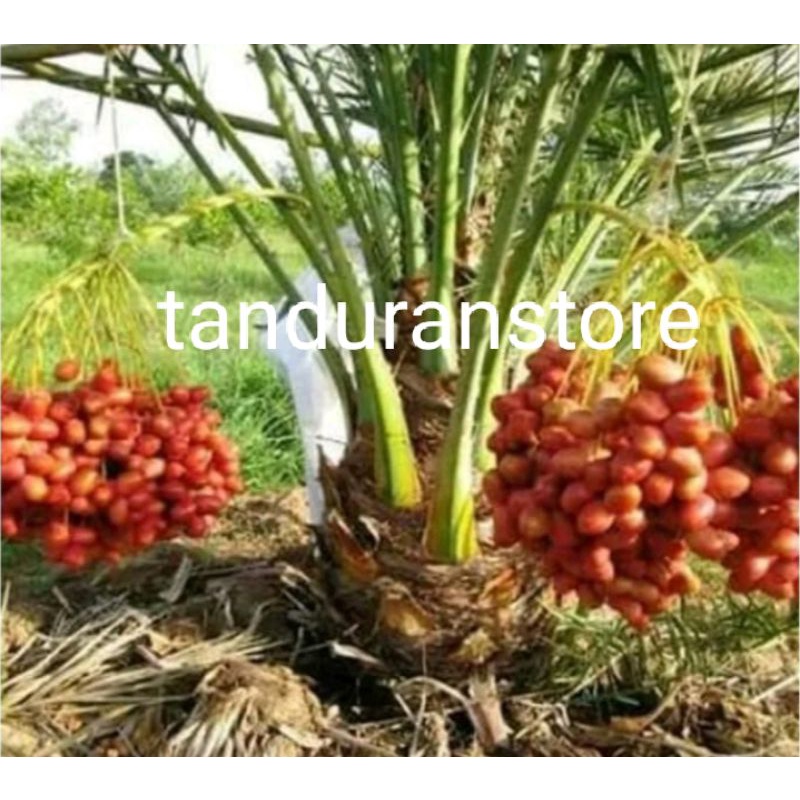 Jual bibit tanaman kurma ajwa isi 2 pohon jantan dan betina | Shopee ...