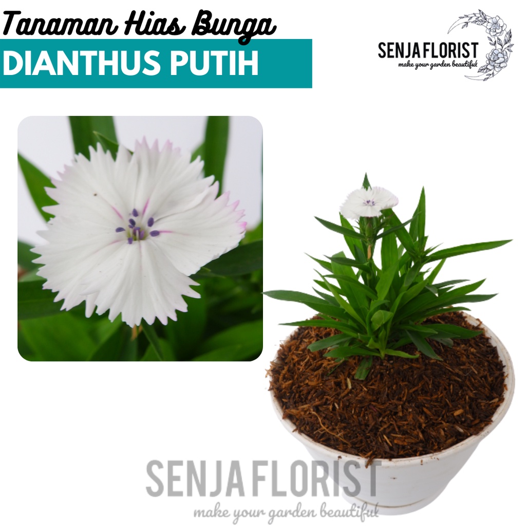 Jual Tanaman Bunga Dianthus Putih - Anyelir Putih | Shopee Indonesia