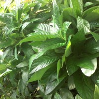 Jual Daun Reundeu Lalapan Lalap Khas Sunda Jawabarat / Daun reundeu ...