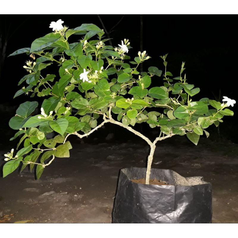 Jual Melati Gunung wangi melati kampung jasmine melati putih | Shopee ...