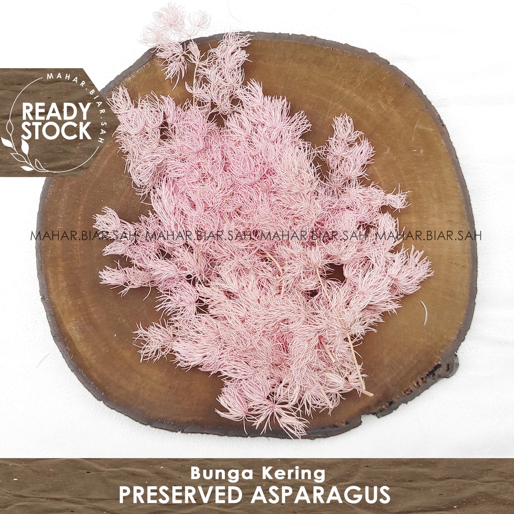 Jual RS 5 Gram Preserved Asparagus / Asparagus Bintang / Asparagus ...