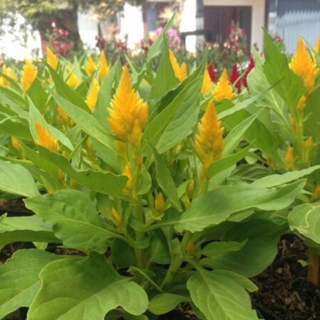Jual Tanaman hias celosia bunga kuning _jengger ayam | Shopee Indonesia