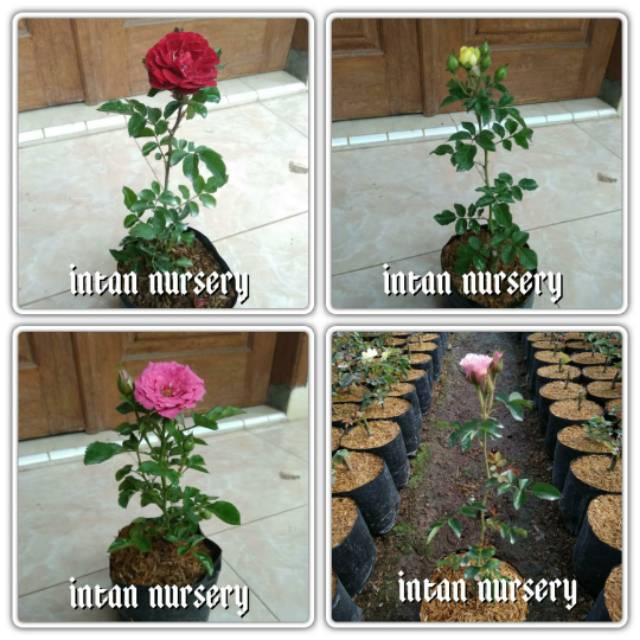 Jual Paket Tanaman Bunga Mawar Floribunda 4 Macam Sudah Berbunga ...