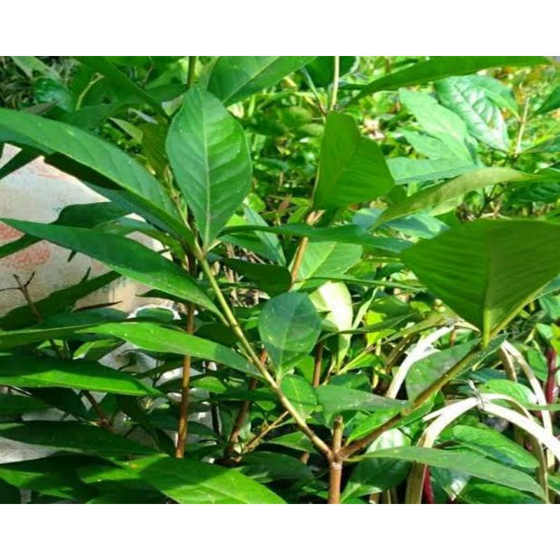 Jual Daun salam segar harga per kilo | Shopee Indonesia