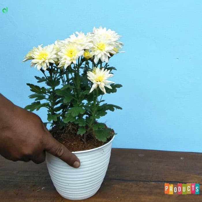 Jual Tanaman hias Krisan aster bunga putih ISI 4 batang | Shopee Indonesia