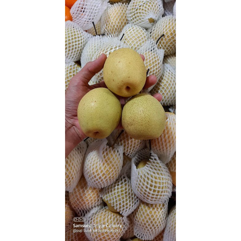 Jual Pear yalie | Shopee Indonesia