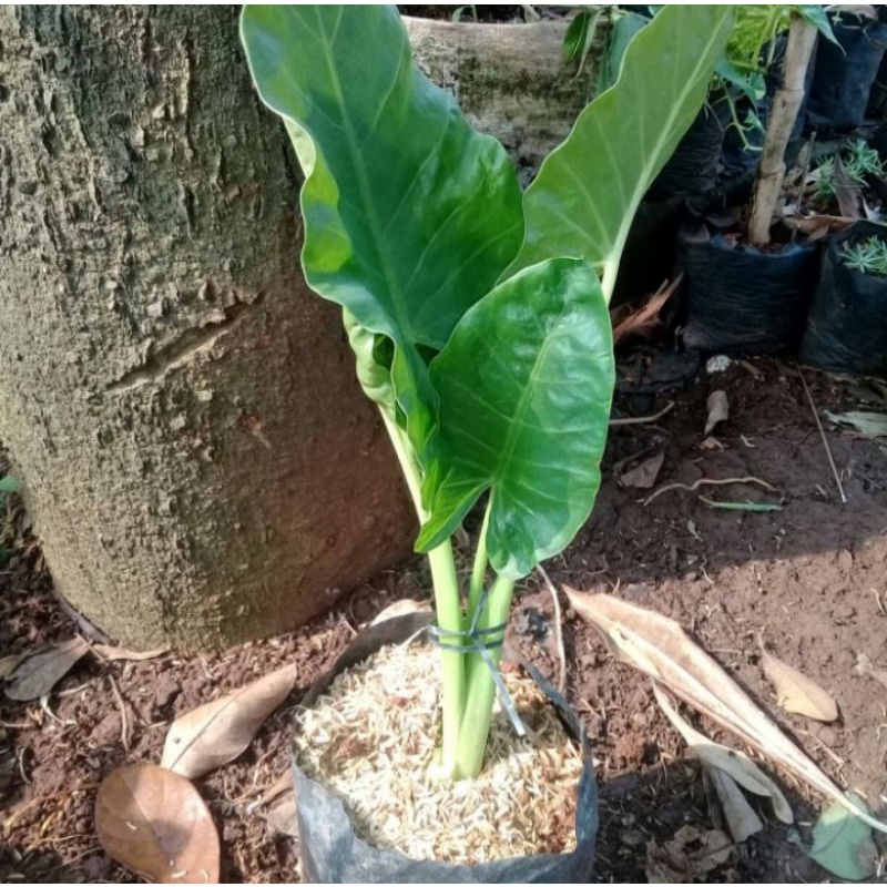 Jual POHON SENTE HIJAU-tanaman sente hijau | Shopee Indonesia