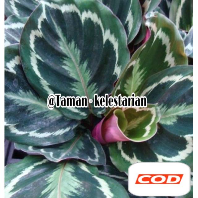 Jual Tanaman hias Calathea Rose painted - calahtea SILVER BLACK-bunga ...