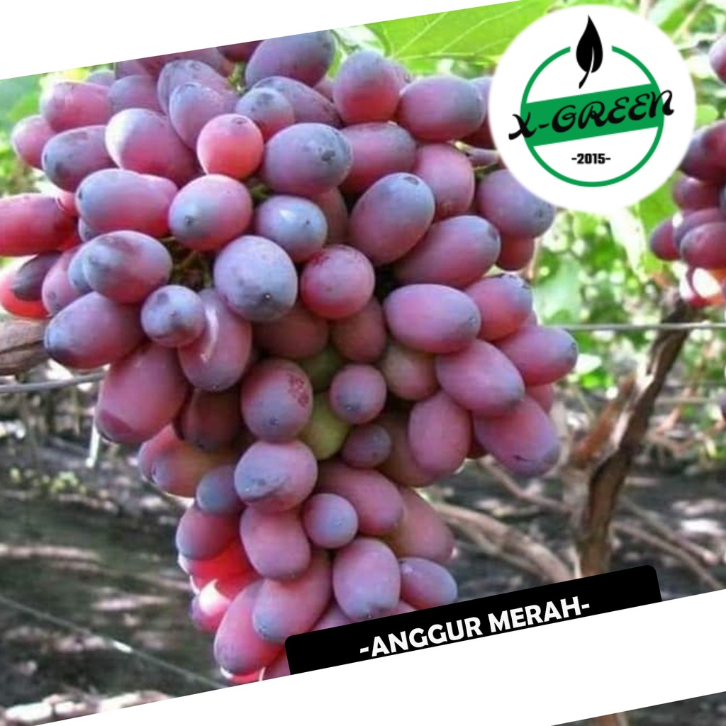 Jual 3 Pohon Anggur Merah Manis - (X-Green) | Shopee Indonesia