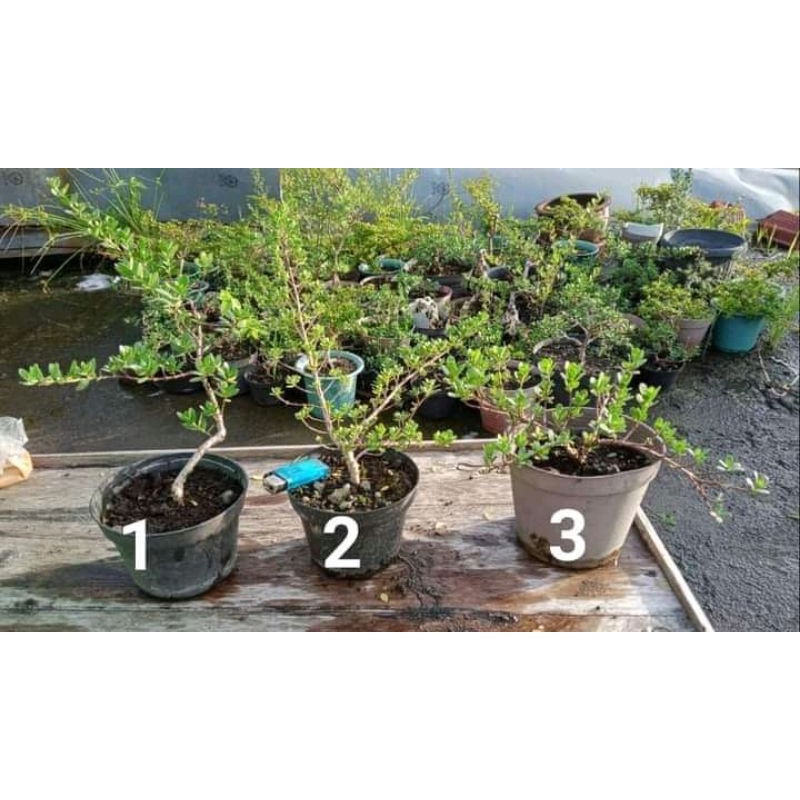 Jual bonsai santigi mawar super dari cangkok 65k | Shopee Indonesia