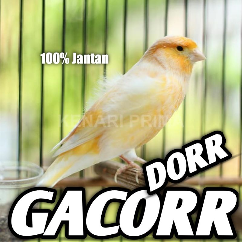 Jual Burung Kenari Gacoran Jantan Afs Gacorr Dorrr Jadi | Shopee Indonesia
