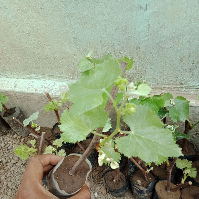 Jual bibit anggur red master super | Shopee Indonesia