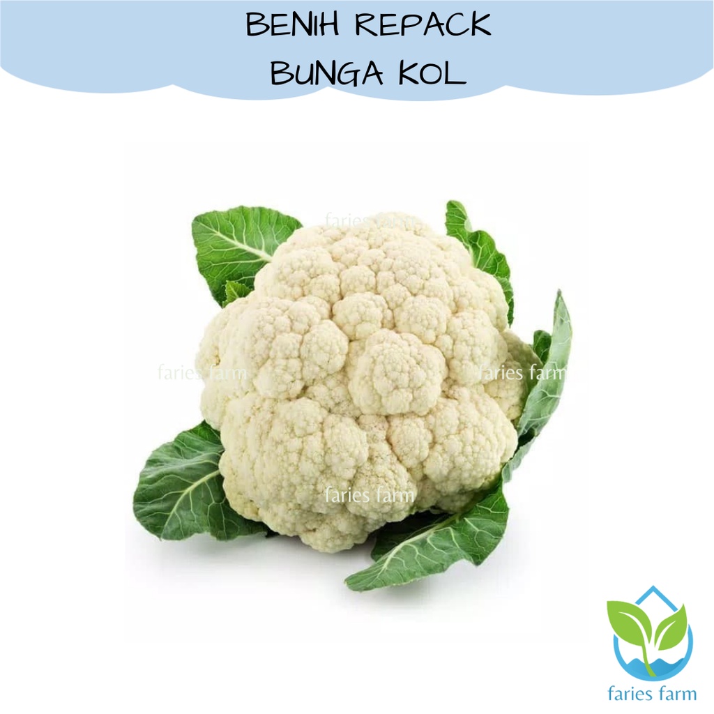 Jual Benih Biji Bunga Kol (Kembang Kol) | Shopee Indonesia