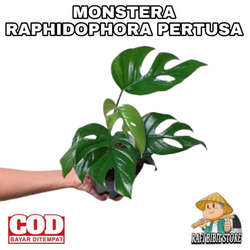 Jual TANAN HIAS MONSTERA RAPHIDOPHORA PERTUSA - MONSTERA RAPHIDOPHORA ...