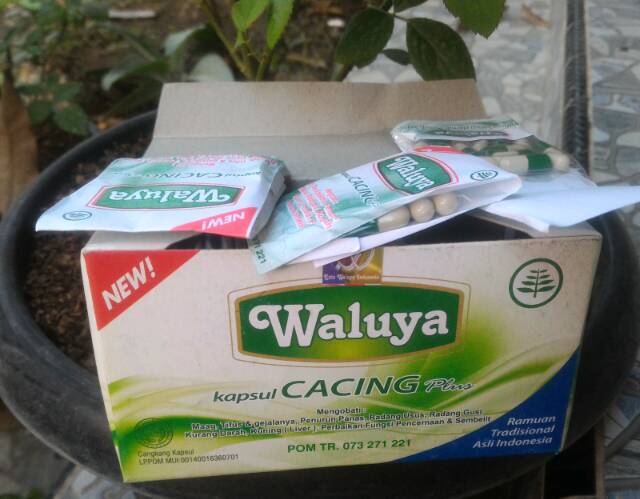 Jual Waluya/Kapsul cacing/obat tifus/obat panas | Shopee Indonesia
