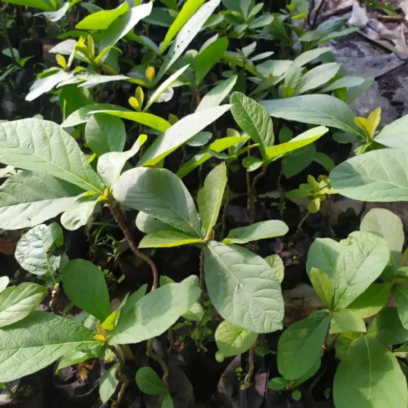 Jual Bibit Pohon Jati | Shopee Indonesia