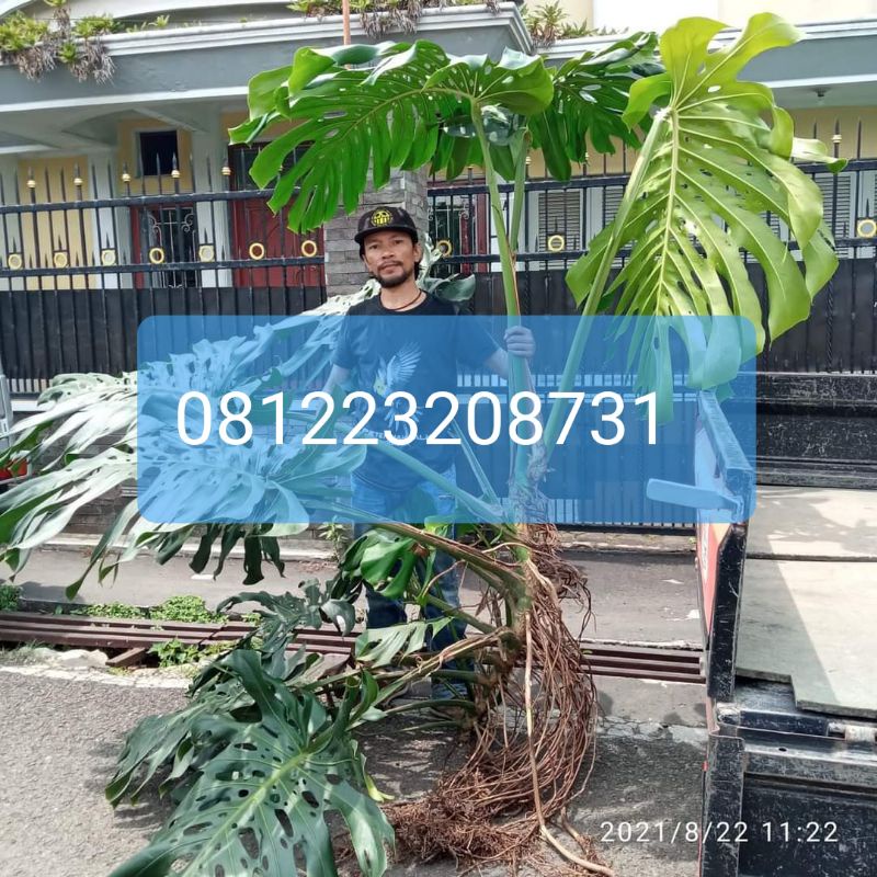 Jual bongol monstera deliciosa king | Shopee Indonesia