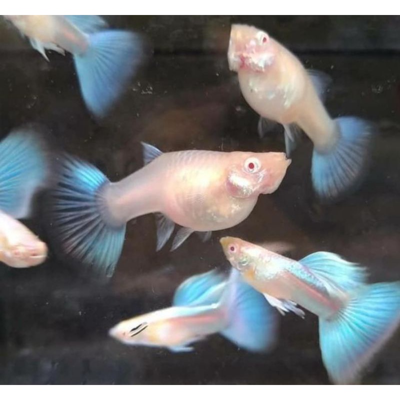 Jual GUPPY BLUE SKY SEPASANG INDUKAN | Shopee Indonesia