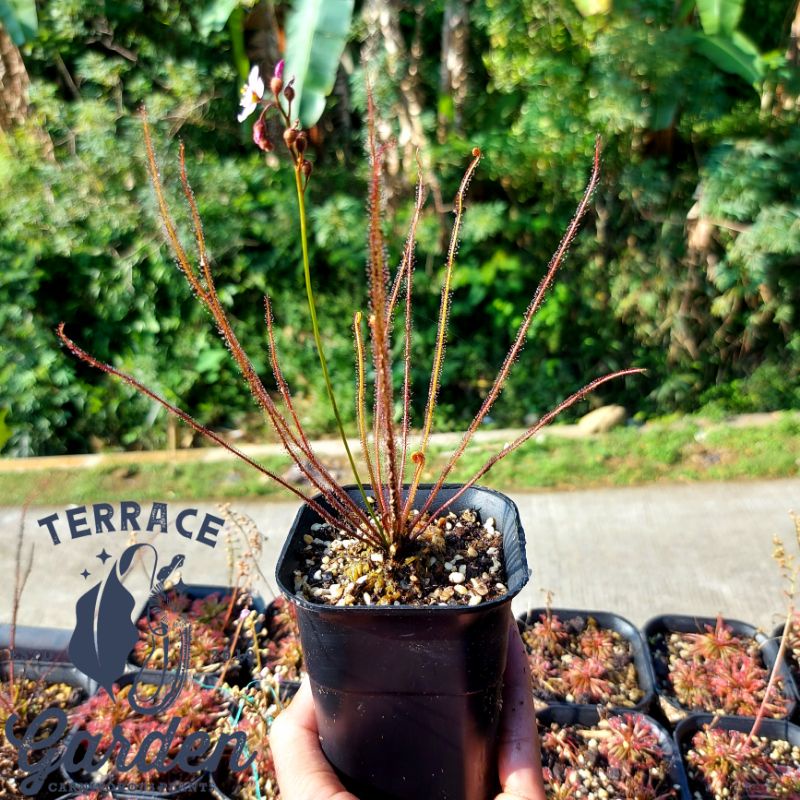 Jual Tanaman Karnivora Drosera FILIFORMIS Tanaman Pemakan Serangga ... Jual Tanaman Karnivora Drosera FILIFORMIS Tanaman Pemakan Serangga ...