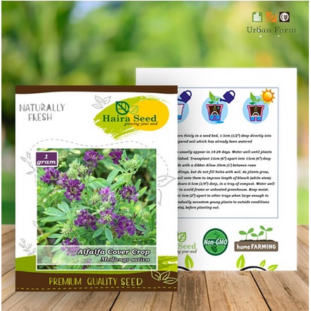 Jual Benih-Bibit Rumput Alfalfa (Haira Seed) | Shopee Indonesia