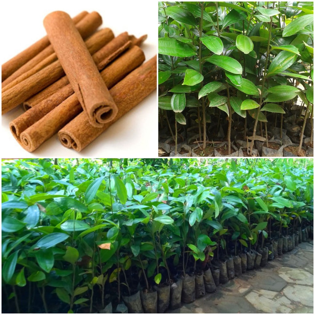 Jual Bibit Tanaman Kayu Manis | Shopee Indonesia