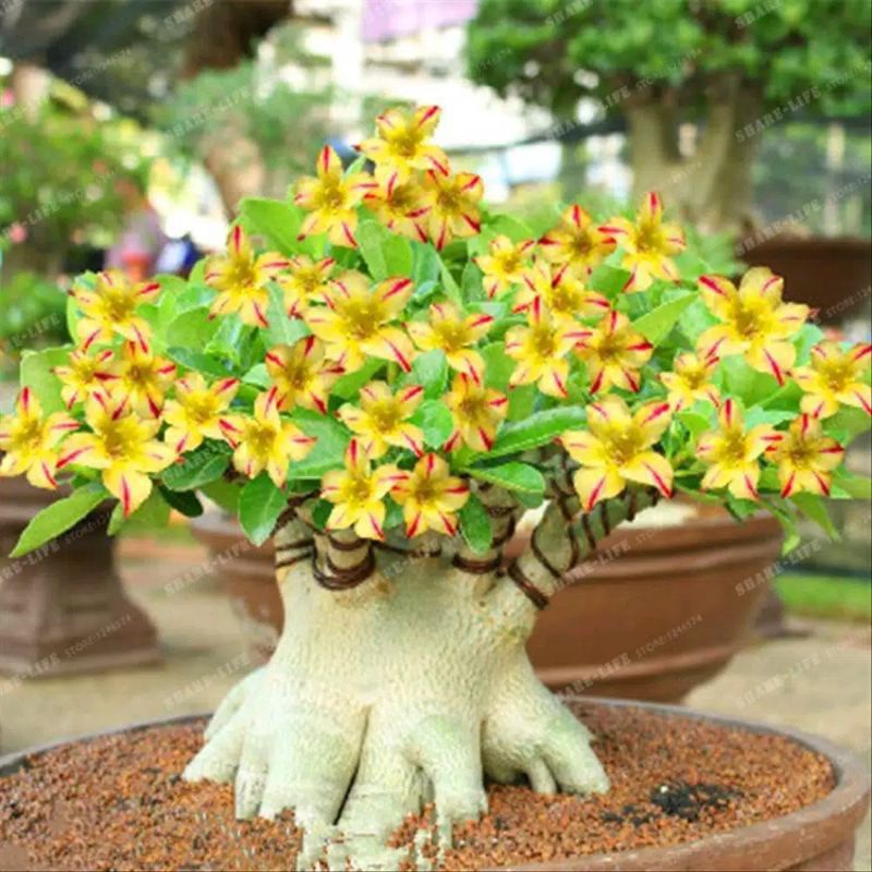 Jual TANAMAN HIAS ADENIUM KAMBOJA JEPANG BUNGA TUMPUK YELLOW ROSE ...