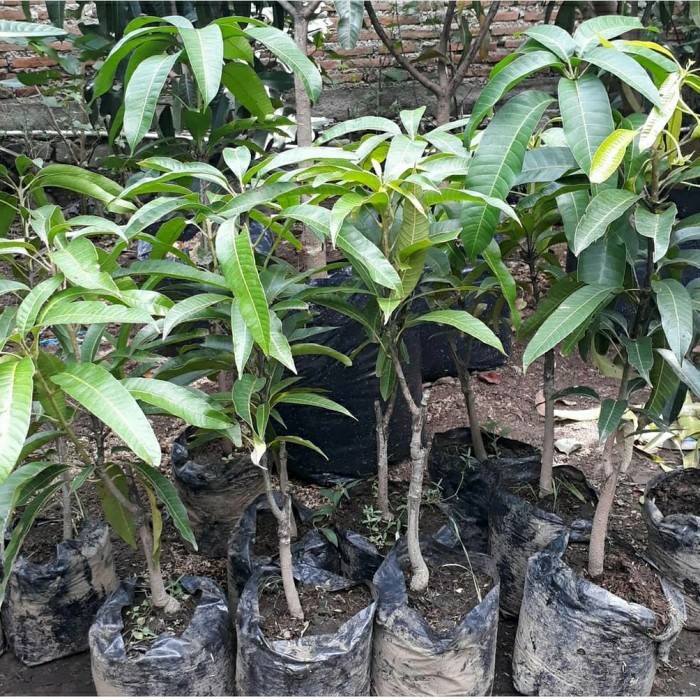 Jual BIBIT TANAMAN BUAH MANGGA RED EMPEROR-POHON MANGGA RED EMPEROR ...