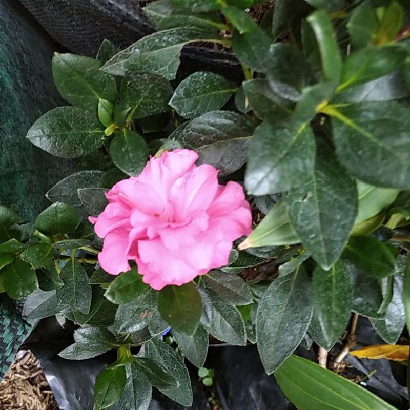 Jual Azalea bunga tanaman hias minim order 2 pohon | Shopee Indonesia