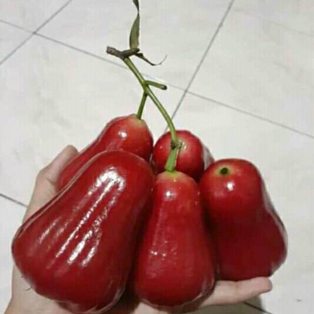 Jual BUAH JAMBU CITRA MERAH FRESH 1 KG | Shopee Indonesia