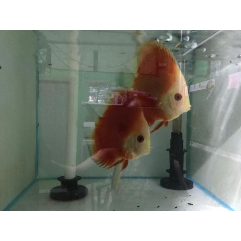 Jual ikan discus | Shopee Indonesia